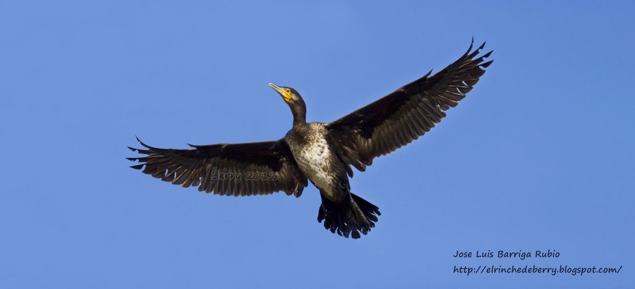 El Rinche de Berry : Fotos de Aves