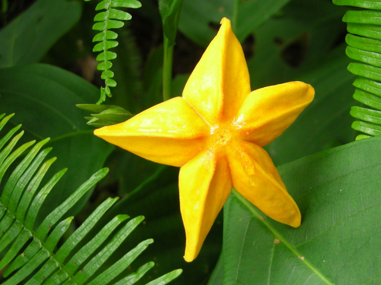 Glimpses Of The Terrains: Lata Medang, Lata Mecu & Lata Jerbus