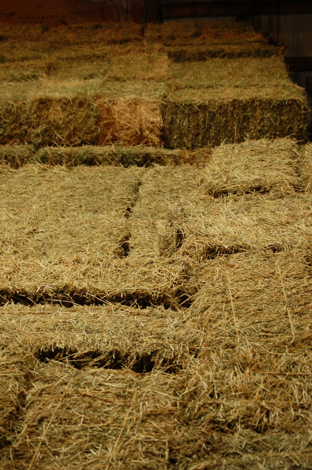 Crosswinds Farm: August 2011