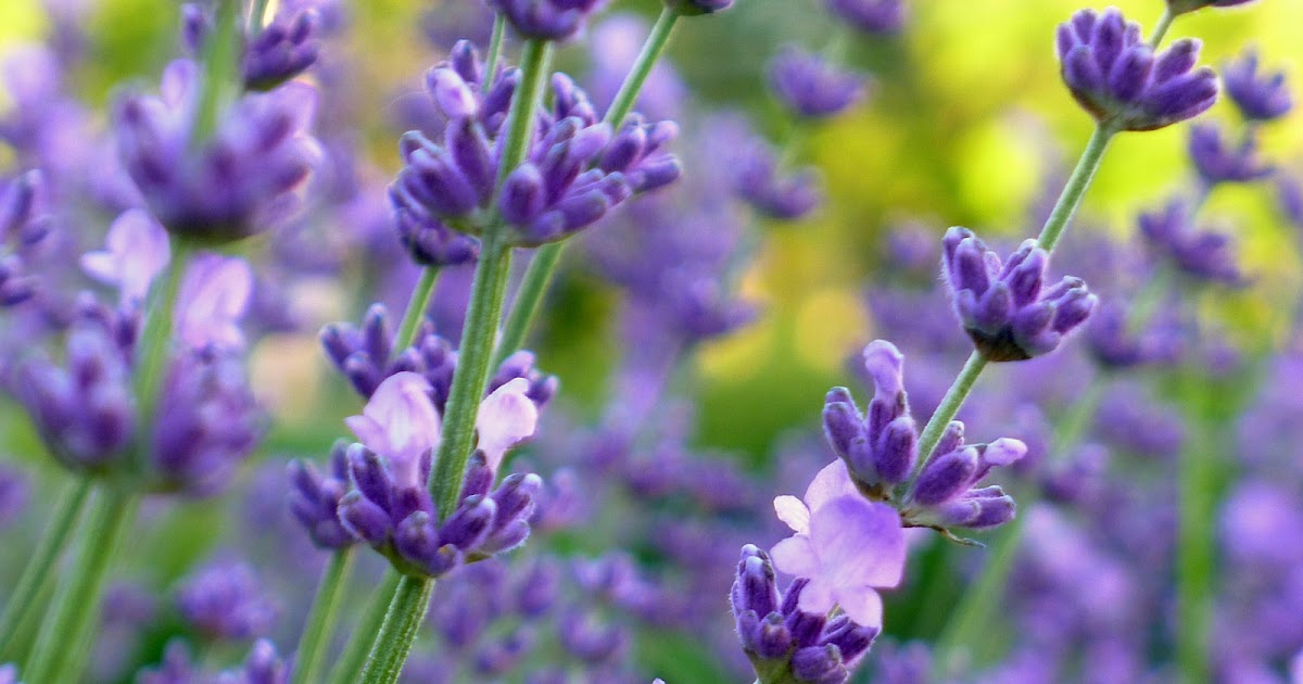 The magical secrets of the lavender | Ritual Magic Spells