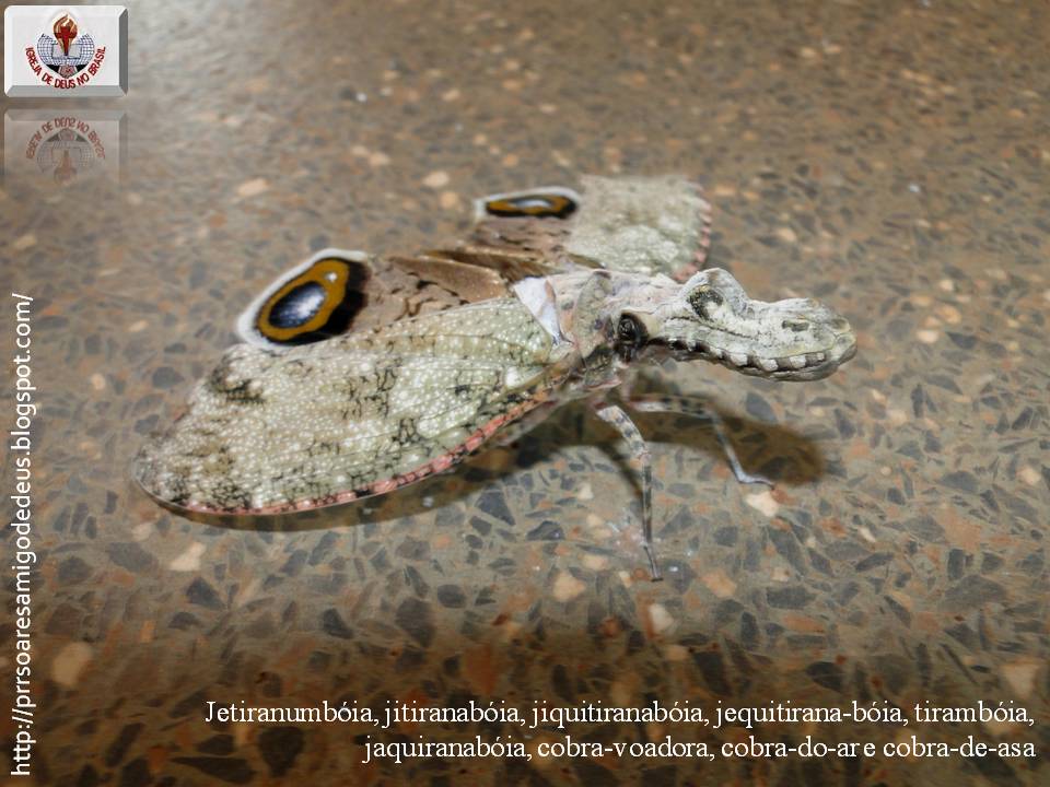 prrsoares: Jetiranumbóia, jitiranabóia, jiquitiranabóia, jequitirana ...