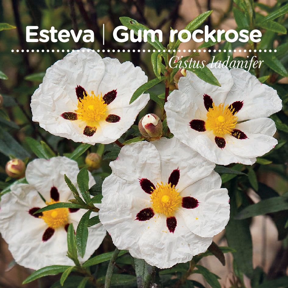 sementes de portugal: Sonhar com Estevas