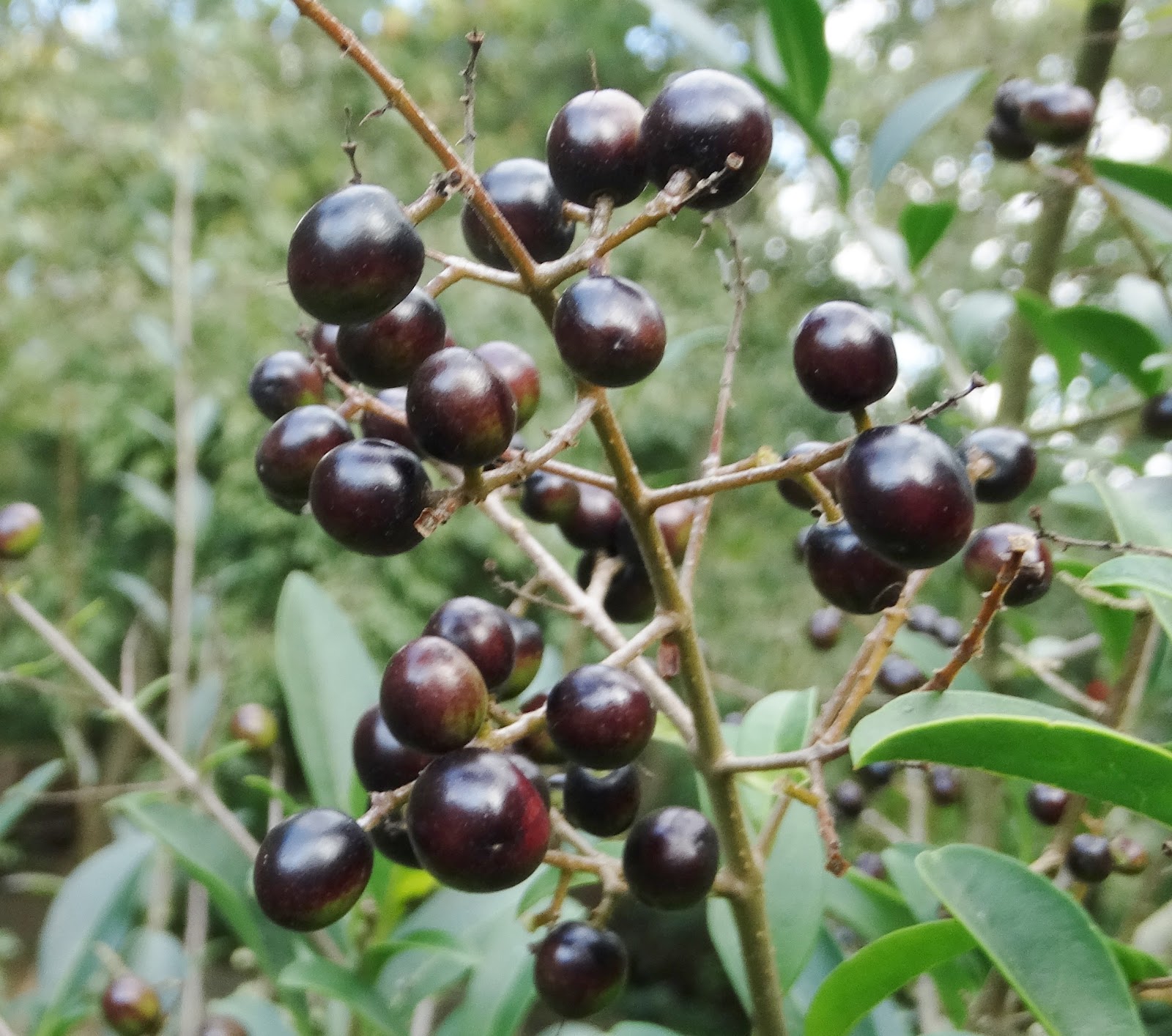 oog voor de natuur: Bessen van gewone liguster (Ligustrum vulgare): van ...