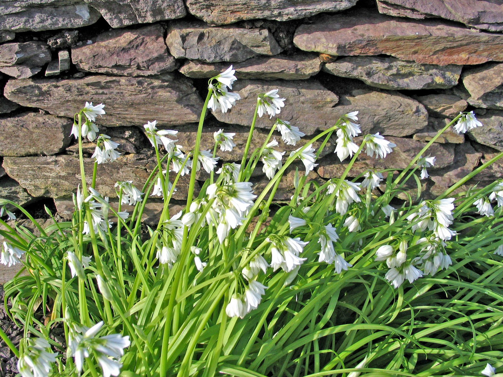 Foodie Fancies: Sharon takes a break from the madness to cook some ...