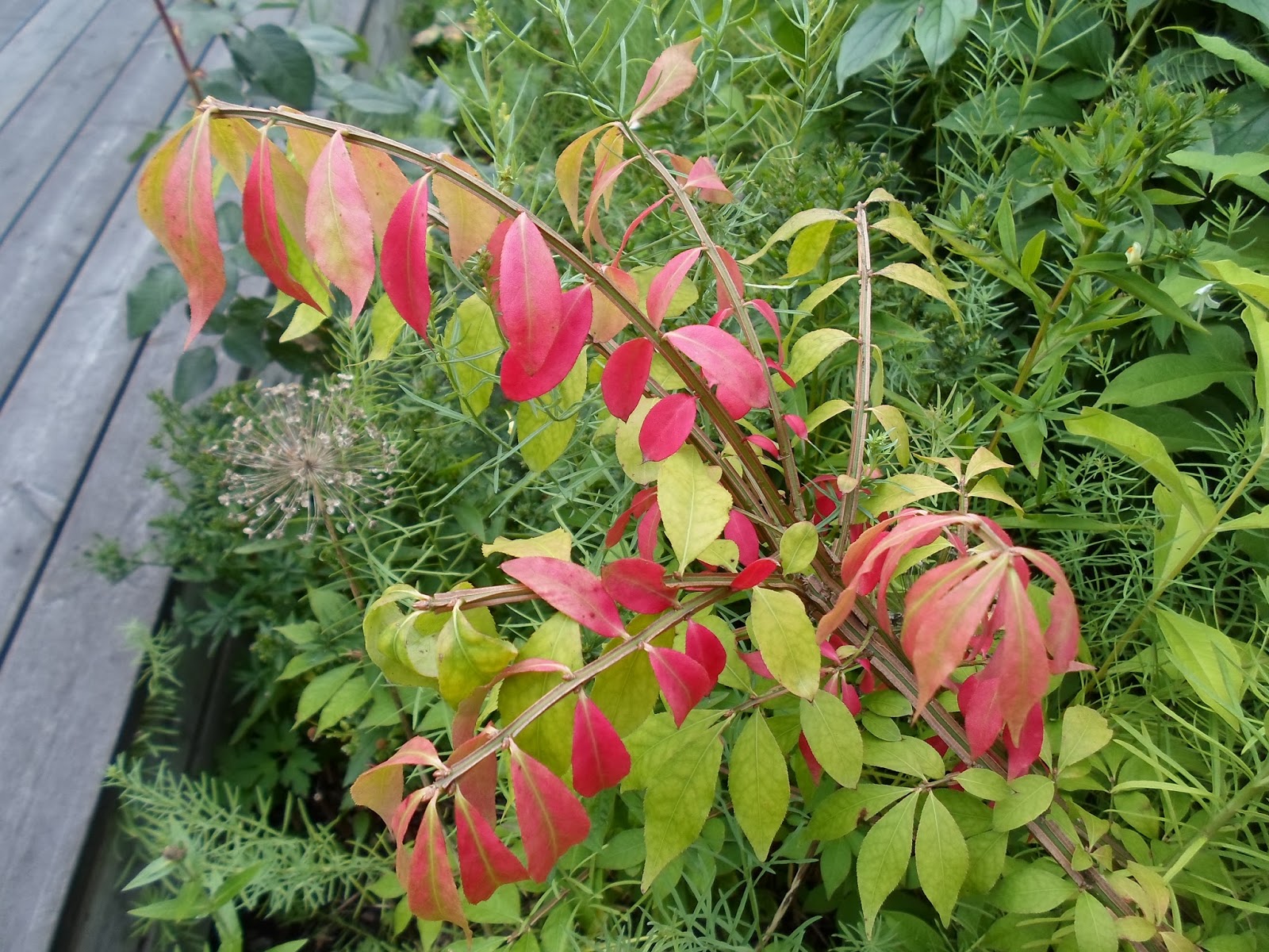 Klockarhagen: Benved, vår sort är en Vingad Benved.