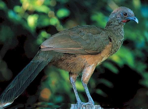 VENEZOLANOS SIEMPRE: El lenguaje de los pájaros: La Guacharaca