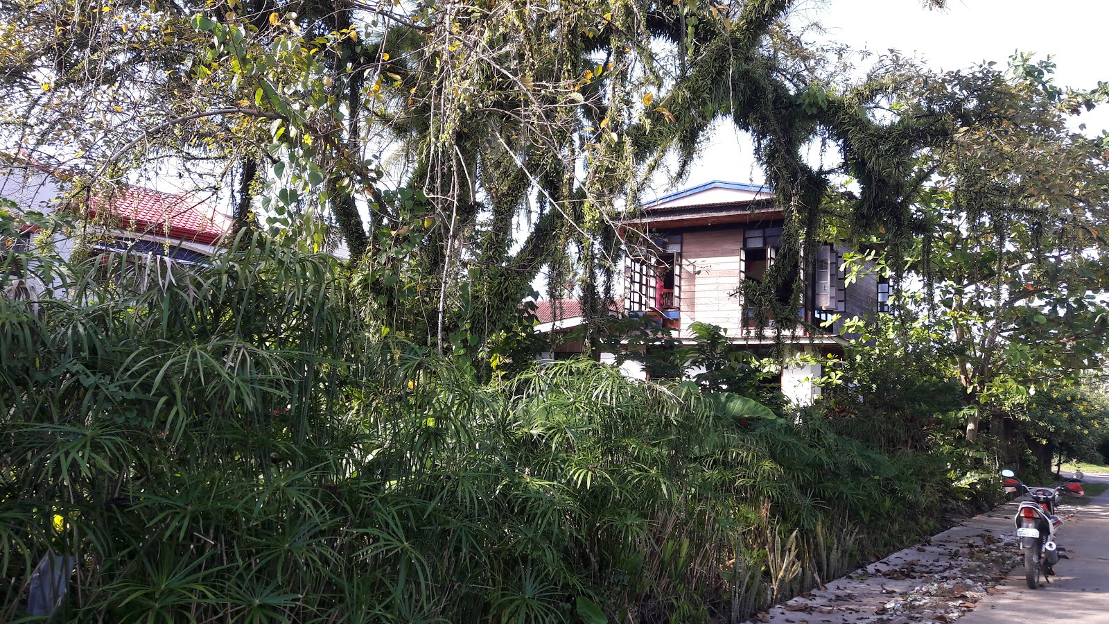 OUR PHILIPPINE TREES: The Anonang in the Old Cabrera House