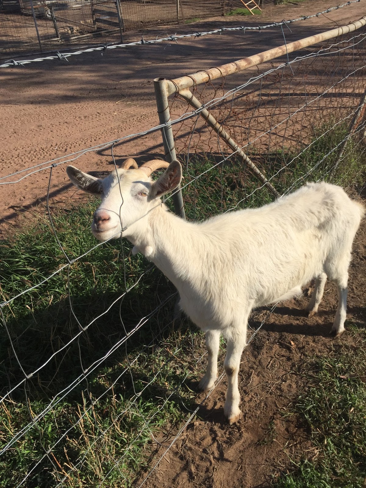 Healthy Food: A Goaty Tale