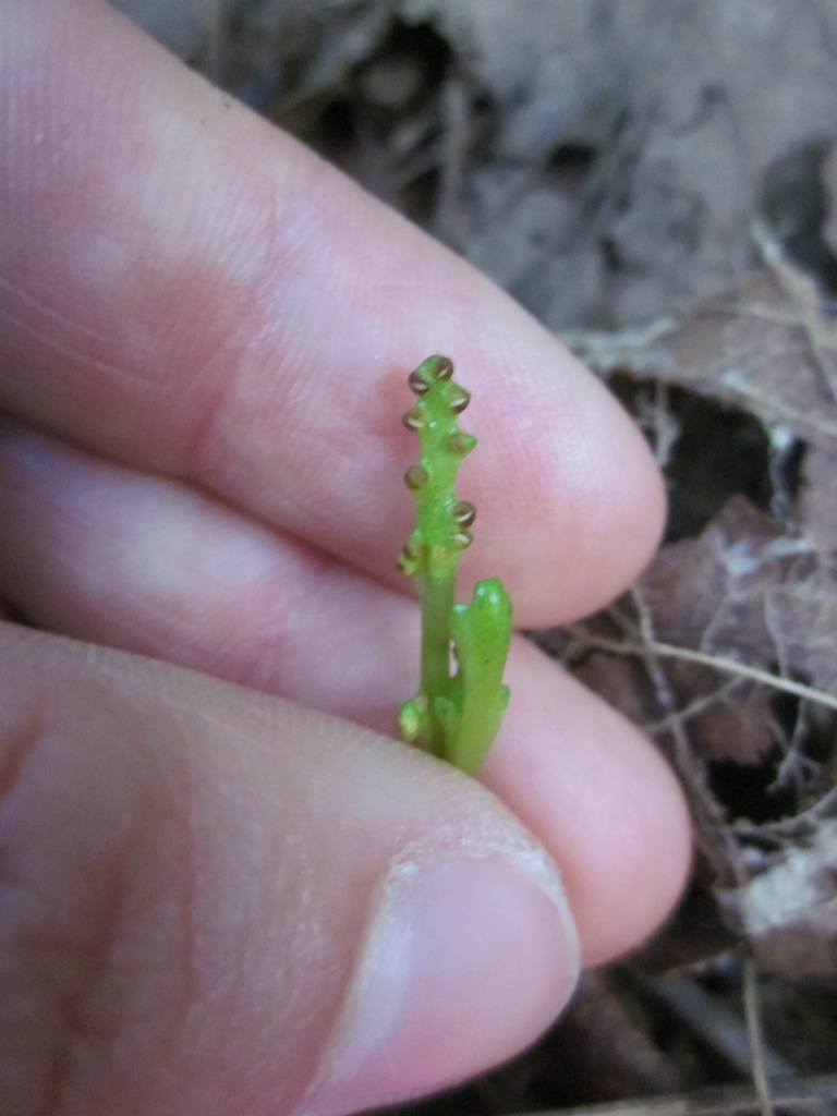 Botanizing: In Love with a Goblin...Fern