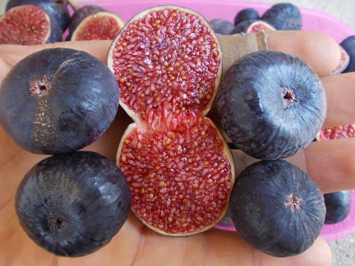 Figs Photo Collection Around the World: Mini Purple Fig