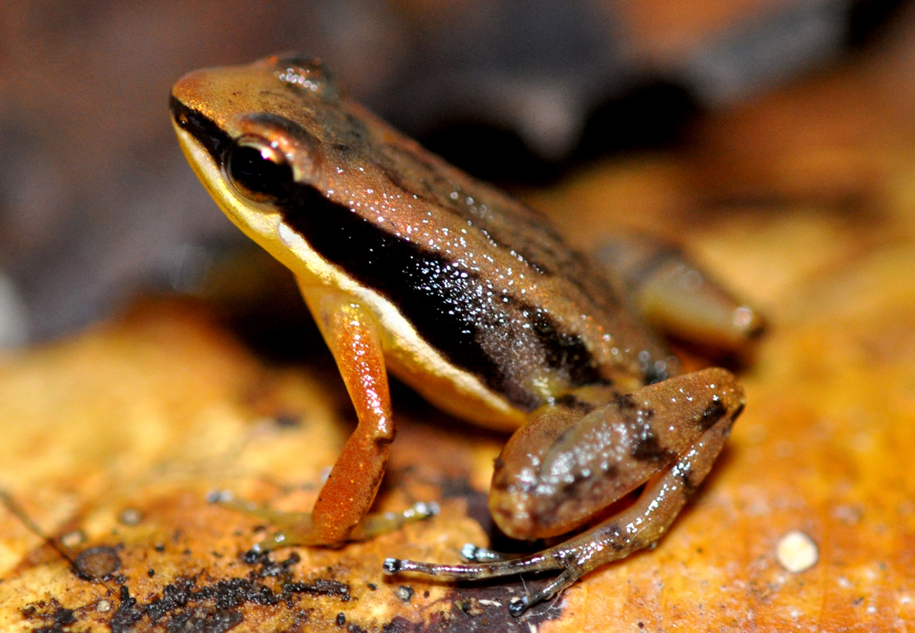 Species New to Science: [Herpetology • 2019] Allobates carajas • A Name ...