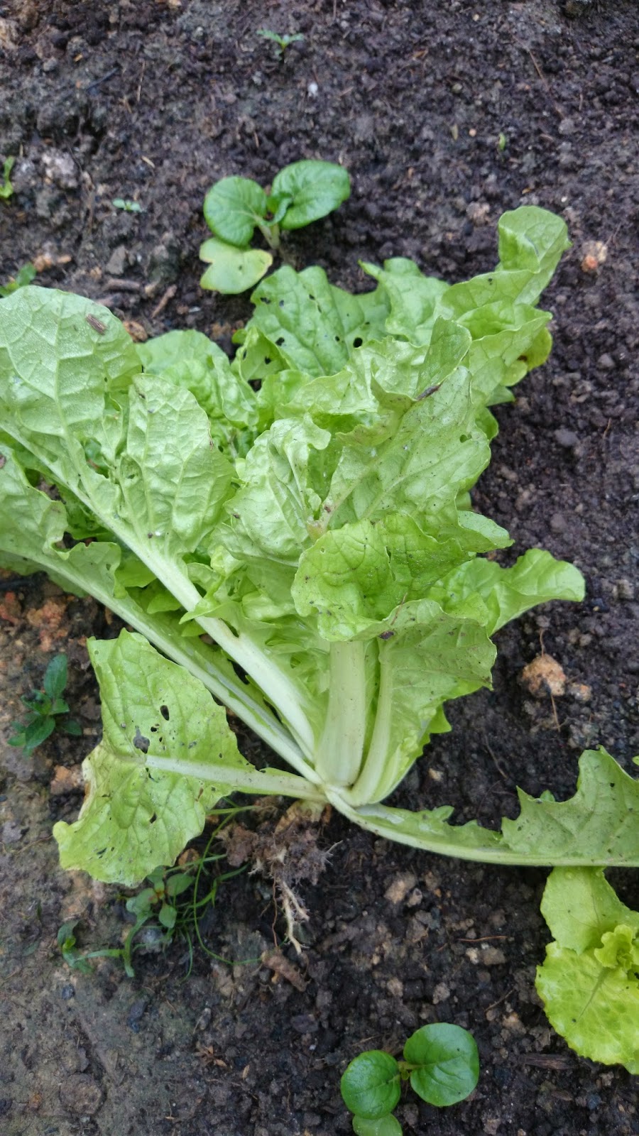 CARA DAN PANDUAN MENANAM SAWI KERINTING - Rangkuman Cara Bertanam Lengkap