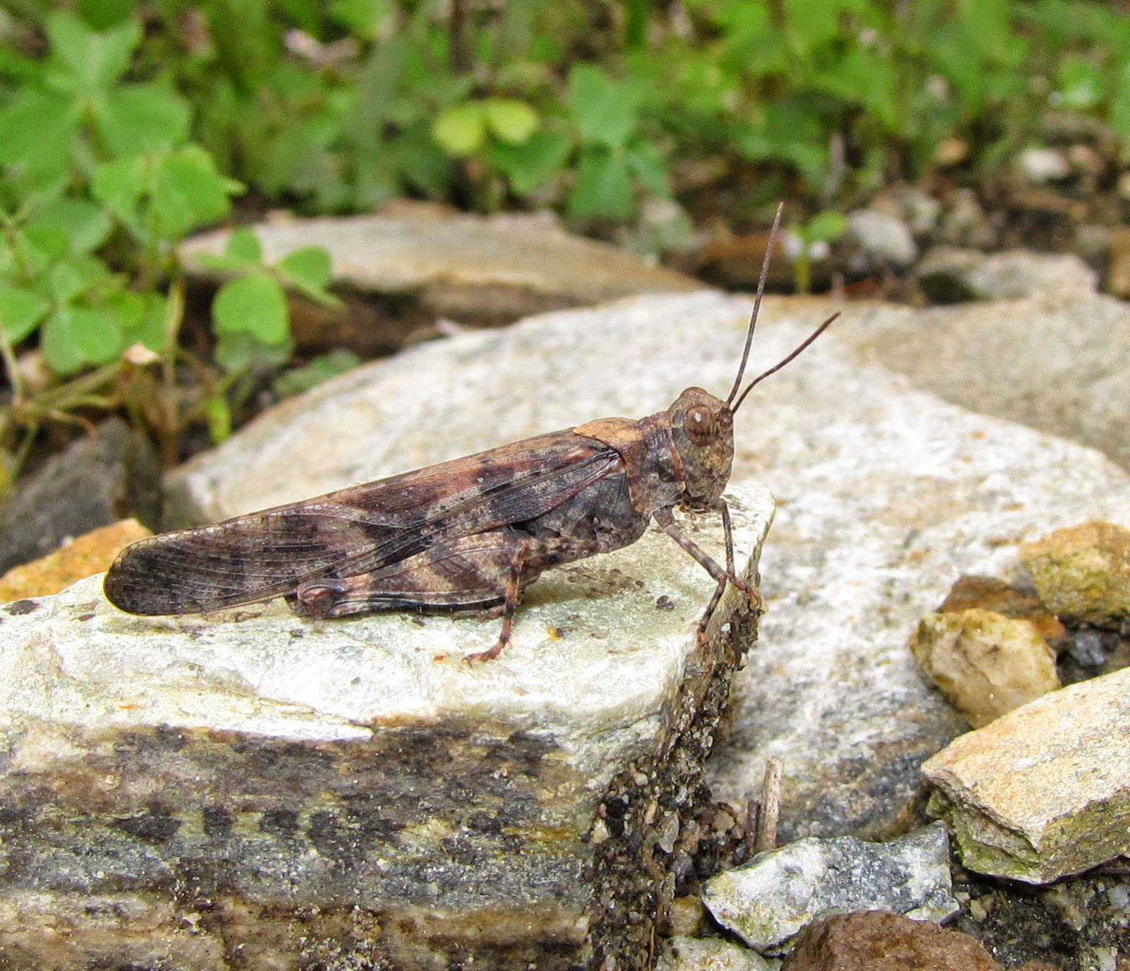 Grasshopper In Flight