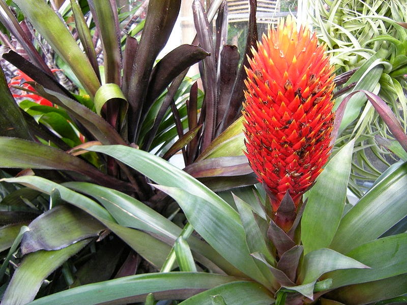 Всё о бегониях и не только...: Эхмея (Aechmea)