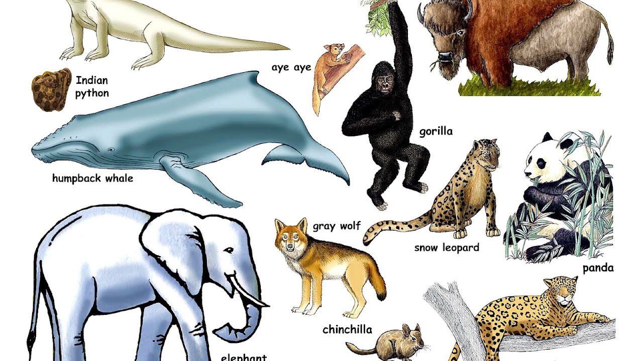 Names Of Endangered Animals - Danger Choices