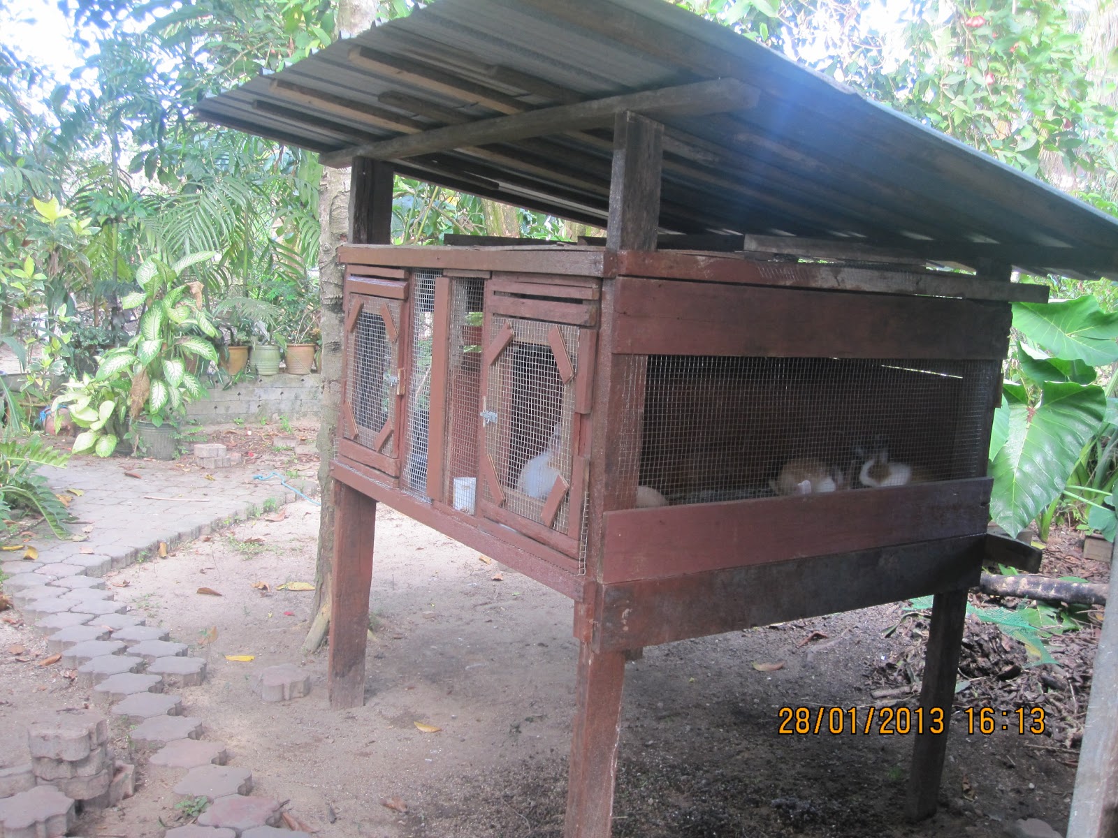 JUAL ARNAB MURAH ONLINE: Sangkar atau Reban arnab