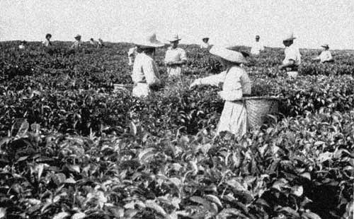 Lázaro Cárdenas: Reparto Agrario