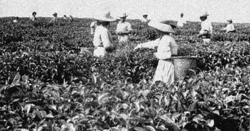 Lázaro Cárdenas: Reparto Agrario