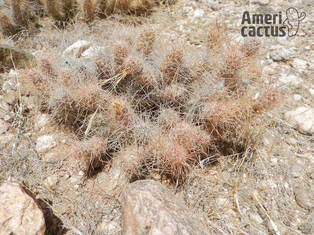 Americactus: Tephrocactus weberi en hábitat