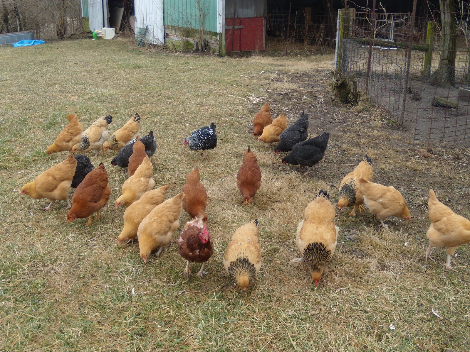 Prairie Fields Farm: Some of our feathery, winged, and four-legged friends.