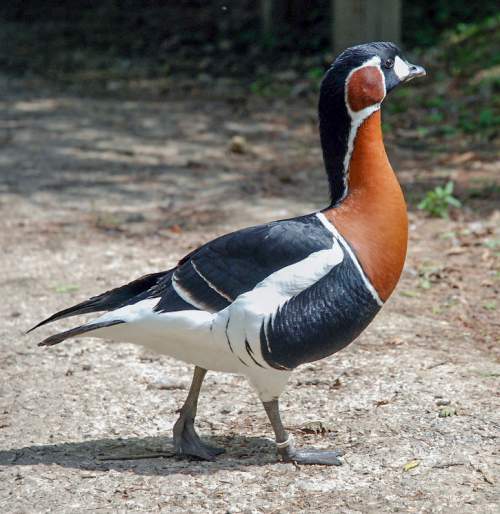 Red-breasted goose images | Birds of India | Bird World