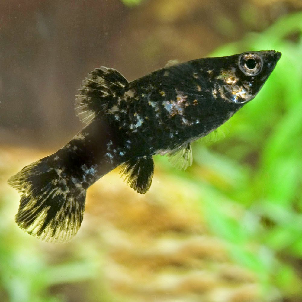 MOLLY FISH photos - wallpapers | the fun bank