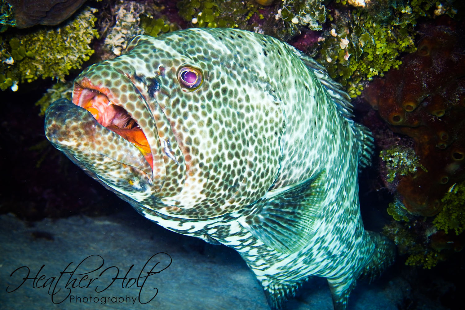SILVER SANDS: Groupers Galore!