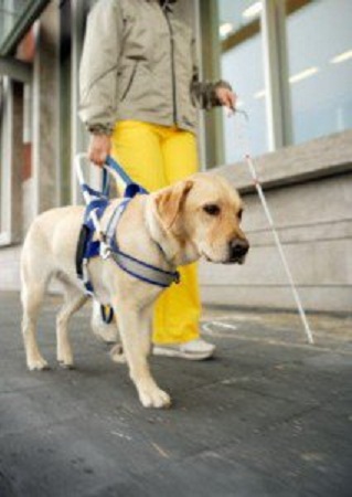 TITULOS FELICES: El perro guía, mejor conocido como “lazarillo”