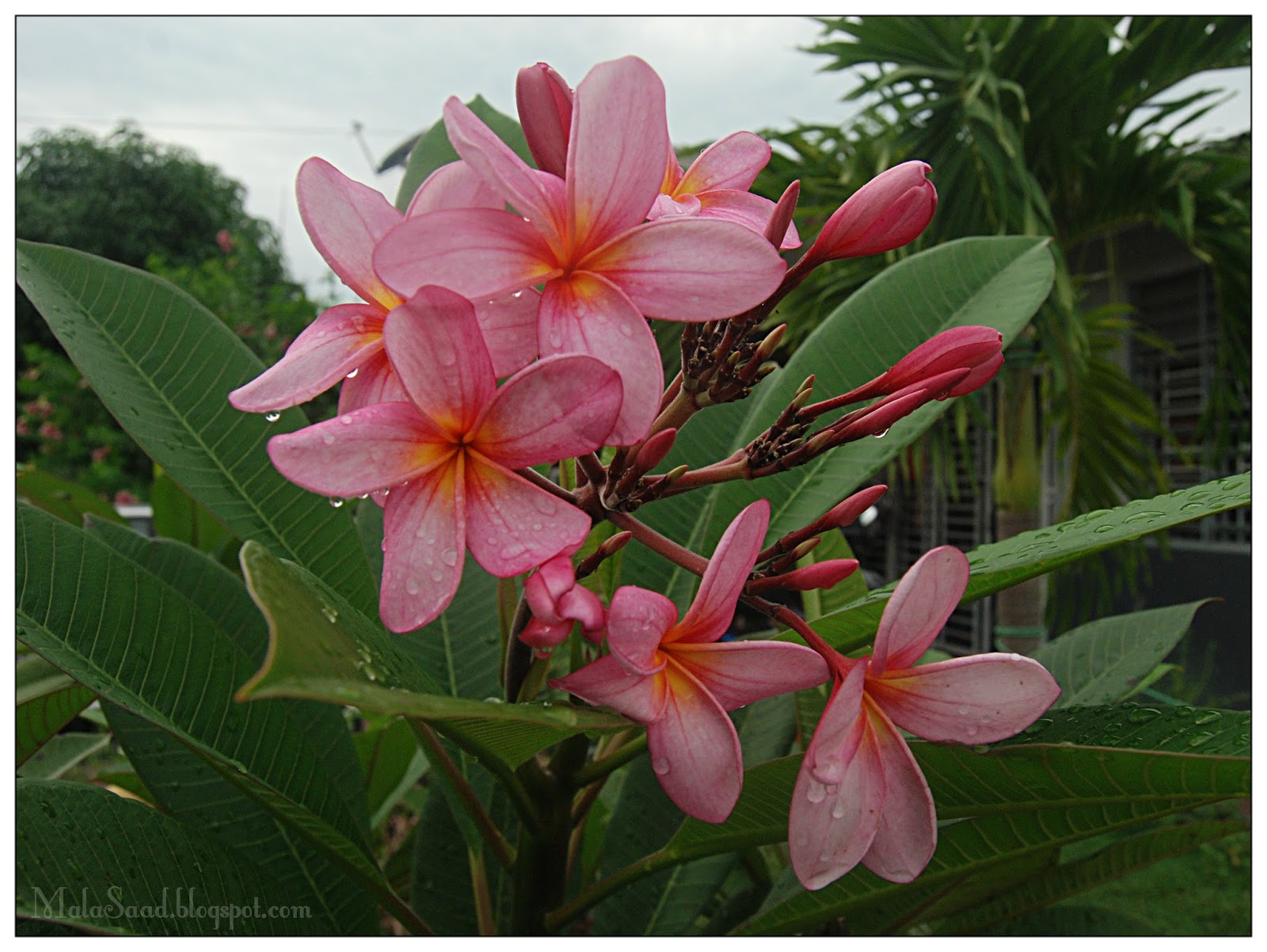 My Green Eye's: Bunga- Bunga Ramadhan 2016