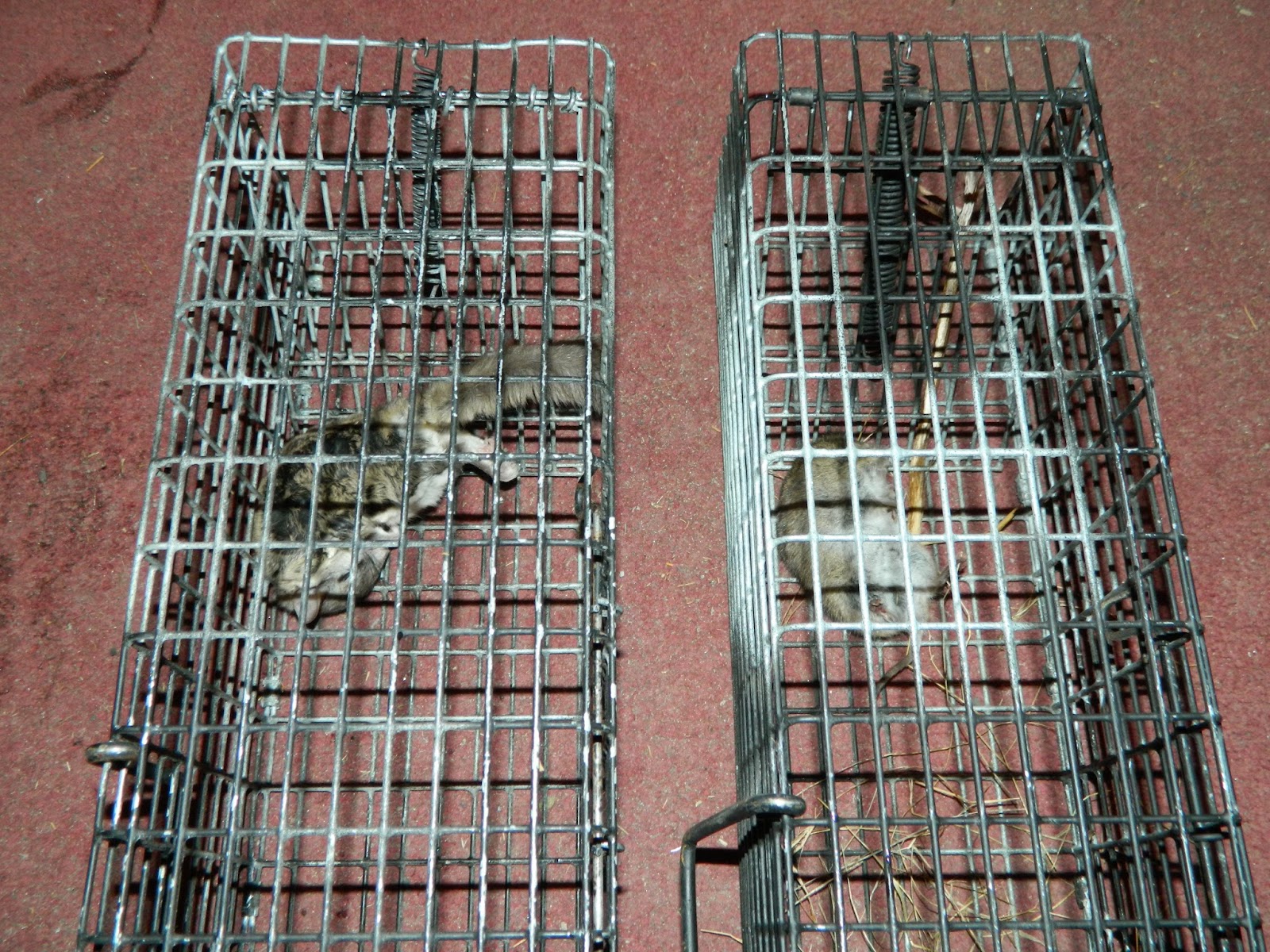 Comstock Cage Traps, In Action on the Line : Comstock 5x5 Squirrel ...