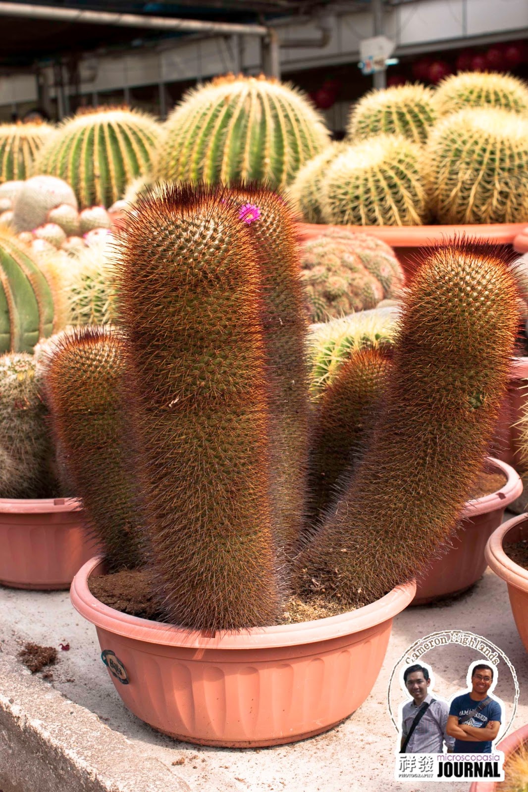 Wandering at The Cactus Point, Cameron Highland