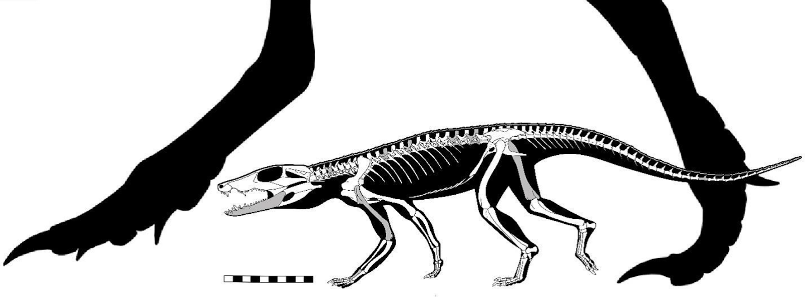 Species New to Science: [Paleontology • 2019] Tarsomordeo winkleri ...