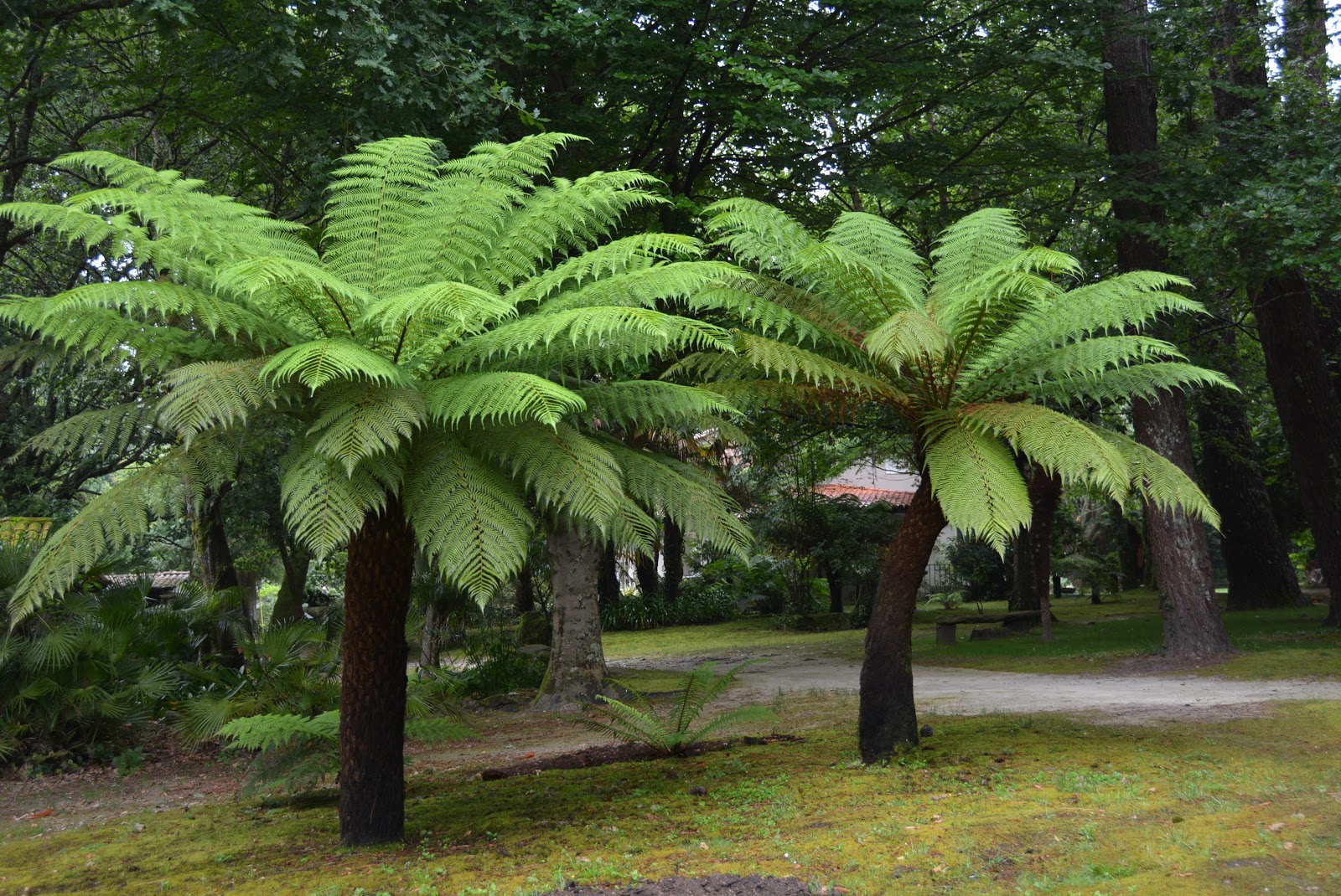 JARDIN DE HELECHOS: HELECHOS