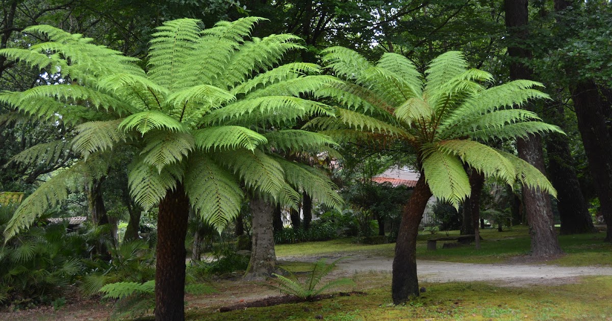 JARDIN DE HELECHOS: HELECHOS