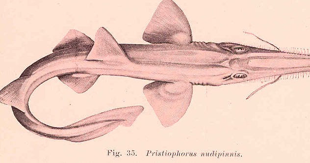 Nubes y Tripas: Ejercicios de Estilo: Pimiento, serrucho, imán.