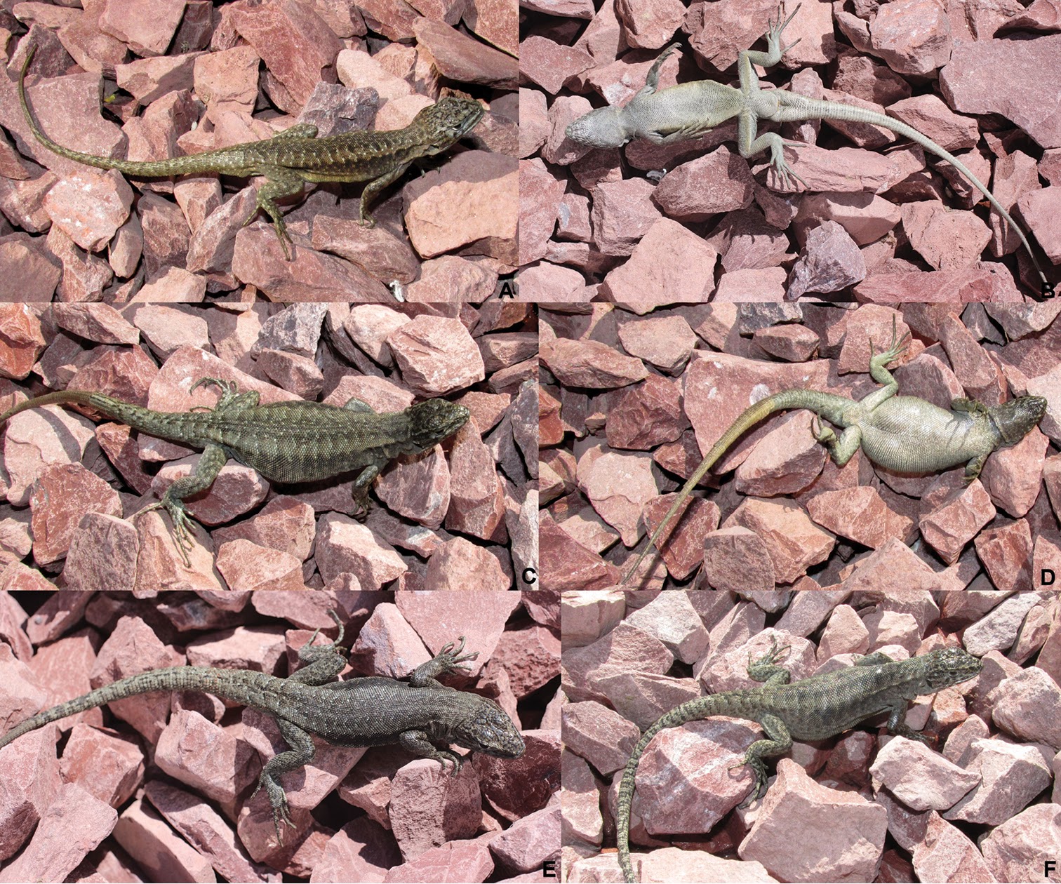 Biodiversity Science: Discoveries of the week #36