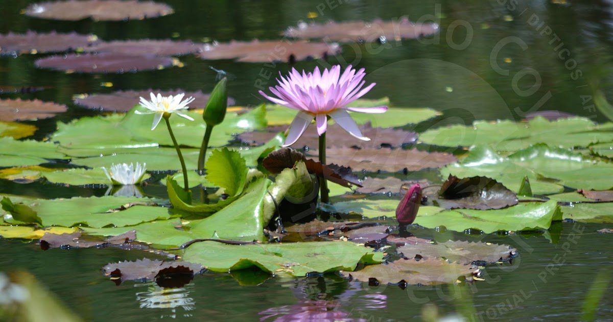 el mercader de sonrisas: Flor de río..