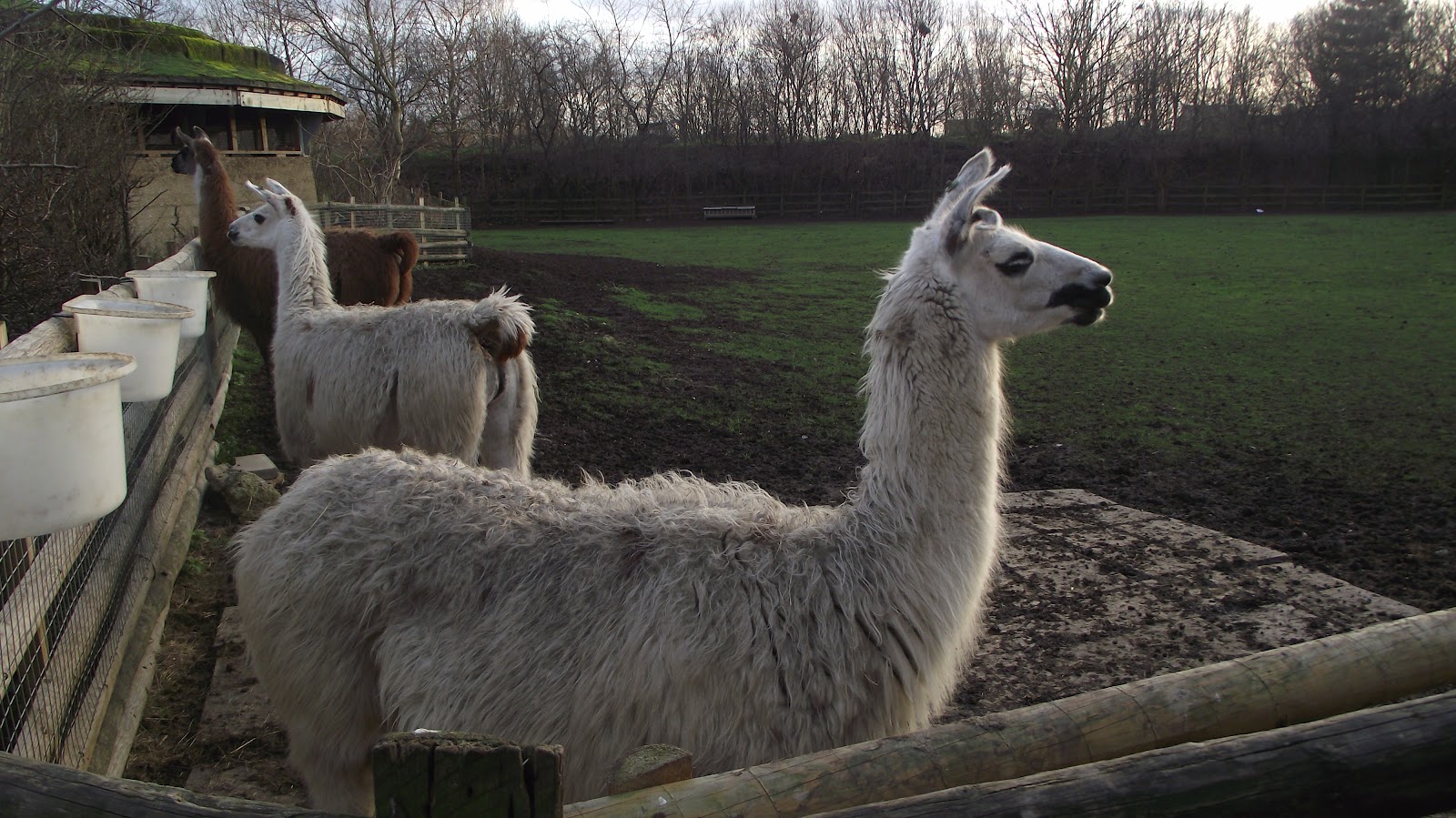 Road To Know Where: Mudchute Farm