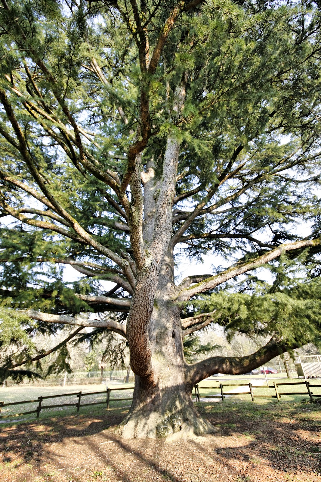 Navarra al natural: El Cedro de Bértiz. monumentos naturales árboles