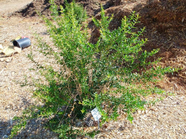 Xtremehorticulture of the Desert: Pomegranate: Tree or Bush?