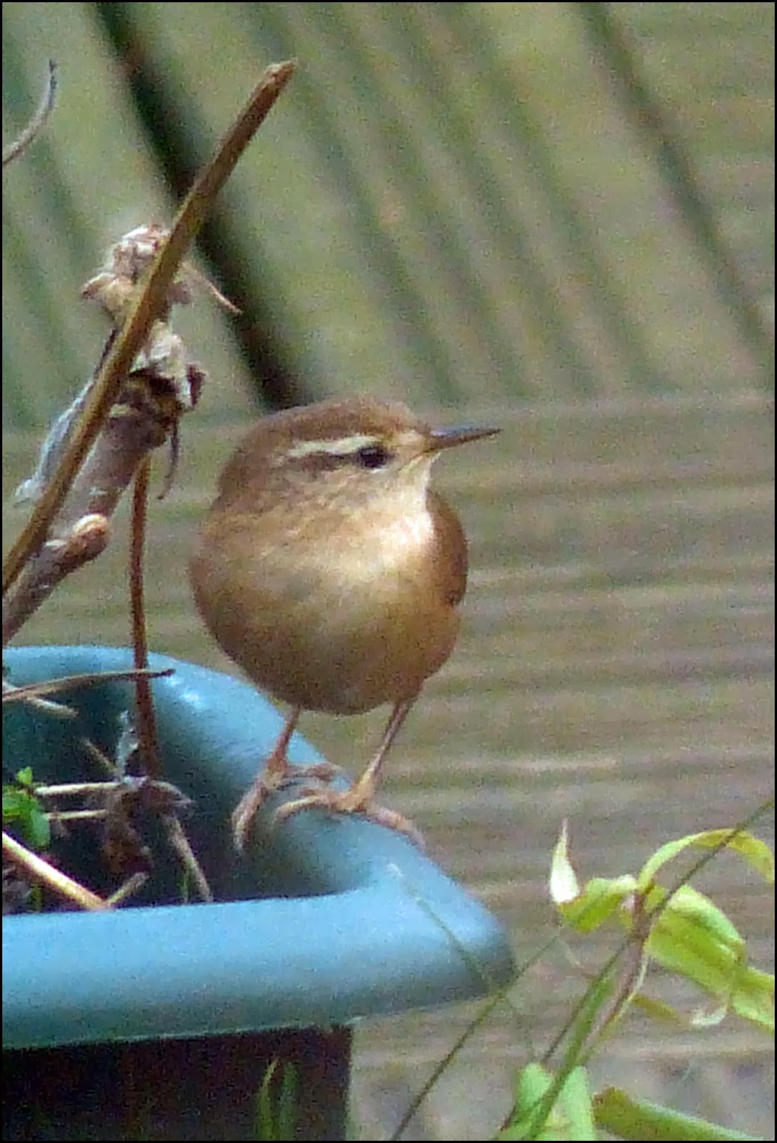 Wild and Wonderful: Beautiful Birds ~ Home Patch and the Shotley Peninsula