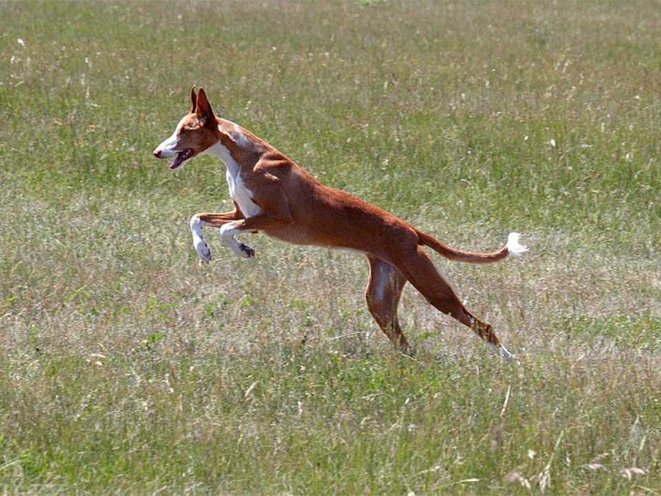 Ibizan Hound is an Intelligent, Active, and Even-tempered Dog Breed ...