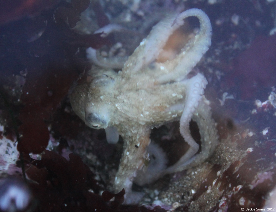 The Natural History of Bodega Head: Here's looking at you