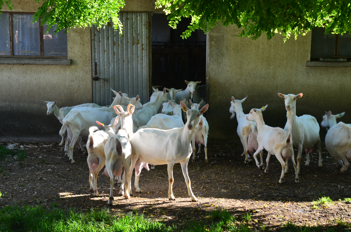 La chèvre verte: LA FERME