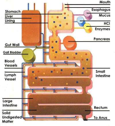 Biology: Digestion