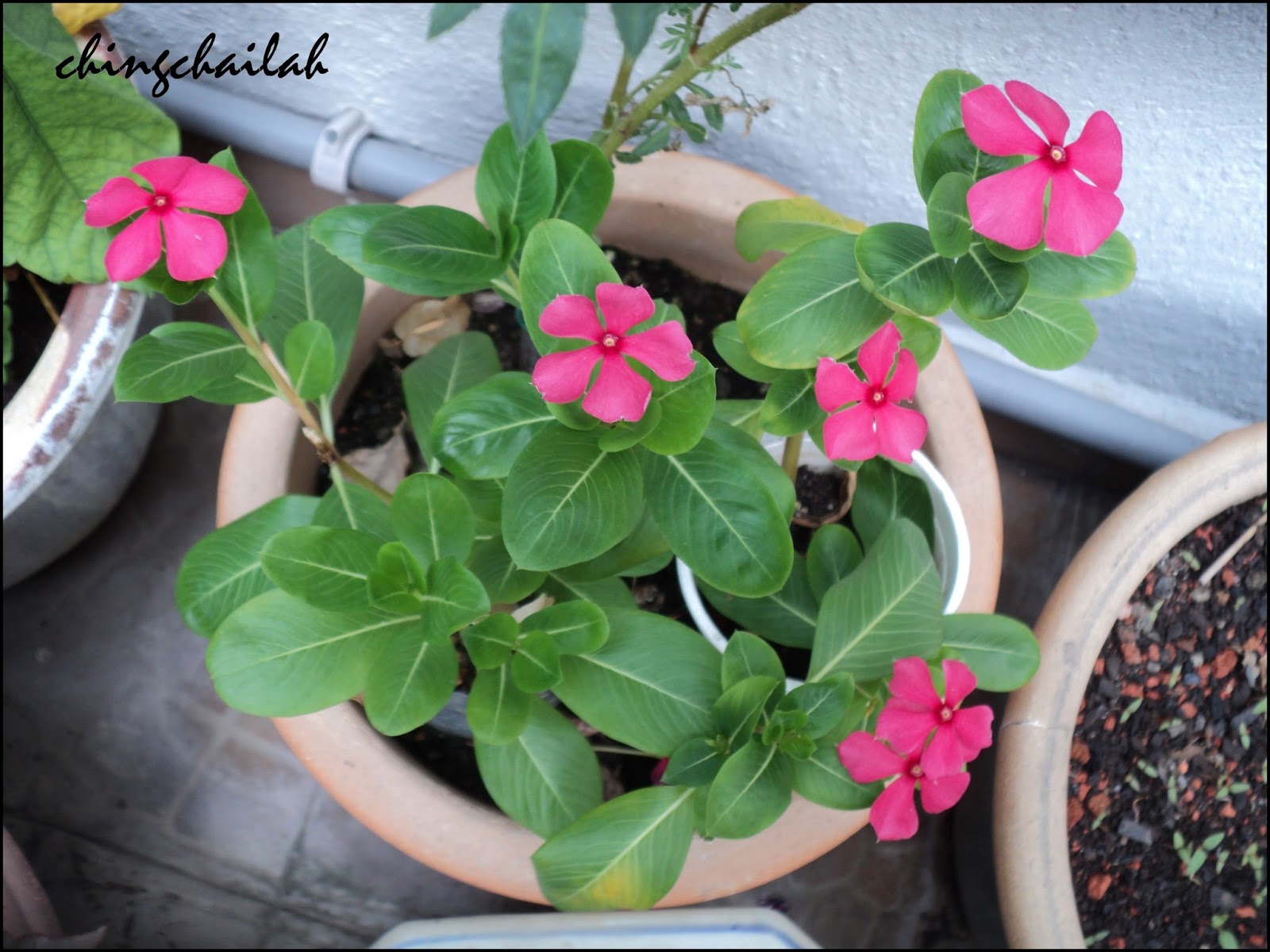 Simple Living In Nancy: Growing Rosy Periwinkle Plants In My Garden
