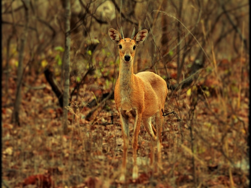 Indravati National Park information by www.EChhattisgarh.in ...