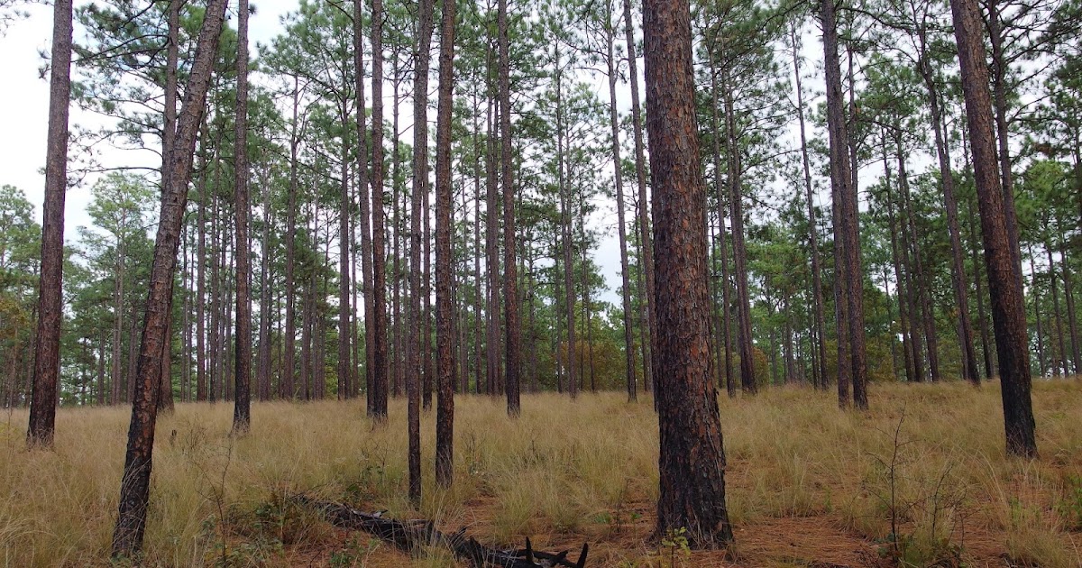NC Plant Conservation & Beyond: Longleaf Pine Sandhills - fire and ...