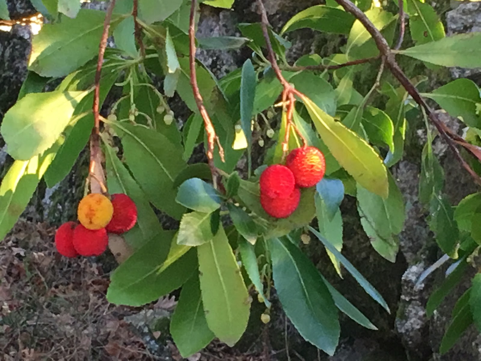 Anabela Magalhães: Serra da Aboboreira - Barca