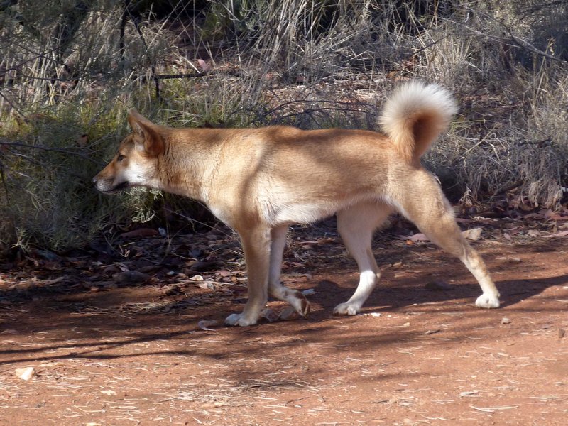 Ian Fraser, talking naturally: Dingoes; Australian Wolves